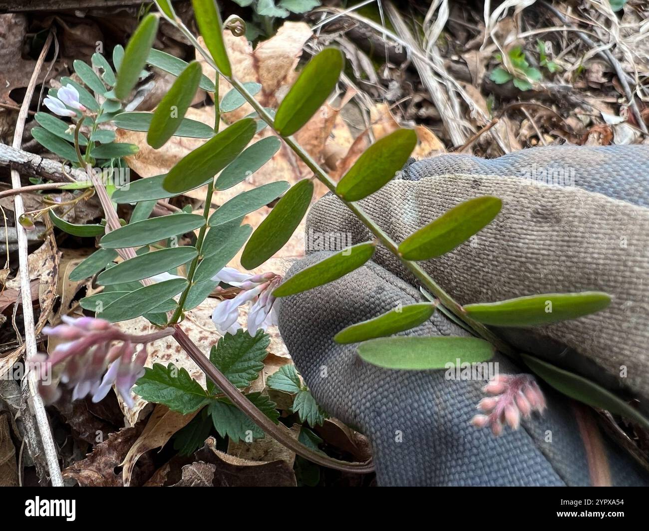 Carolina Vetch (Vicia caroliniana Stock Photo - Alamy
