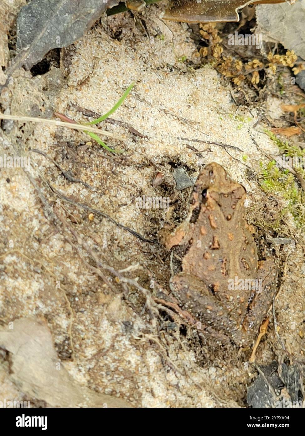Southern Cricket Frog (Acris gryllus Stock Photo - Alamy