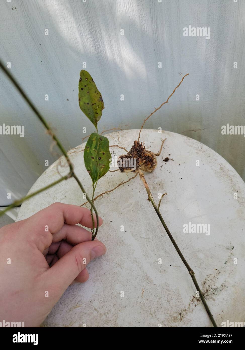 sawbrier (Smilax glauca Stock Photo - Alamy