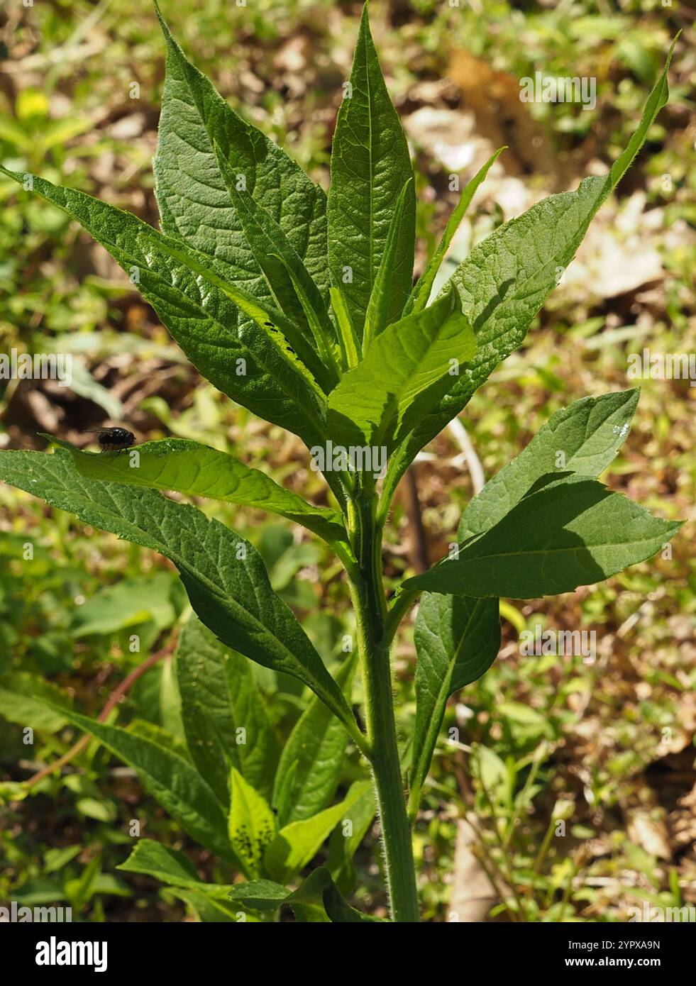 Wingstem (Verbesina alternifolia Stock Photo - Alamy