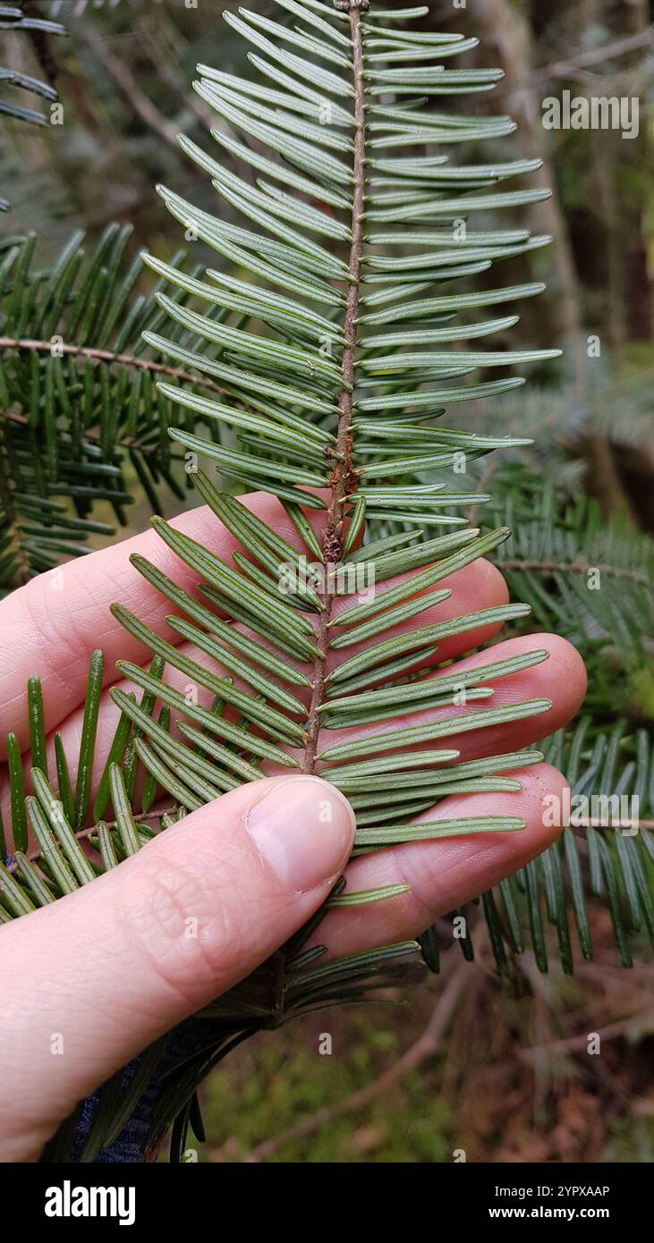 grand fir (Abies grandis Stock Photo - Alamy