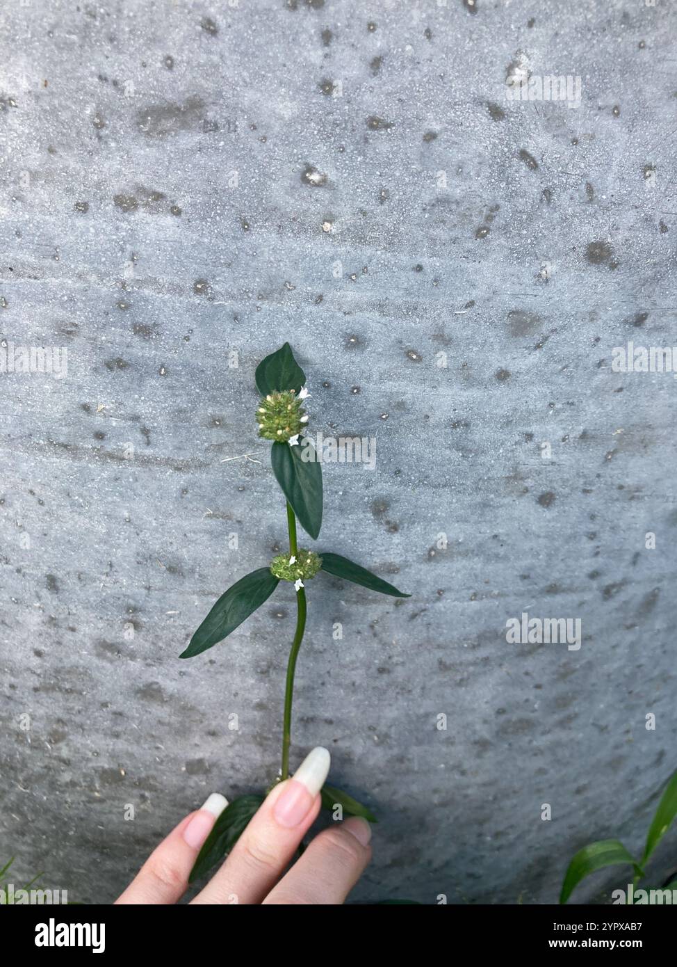Woodland false buttonweed (Spermacoce remota Stock Photo - Alamy