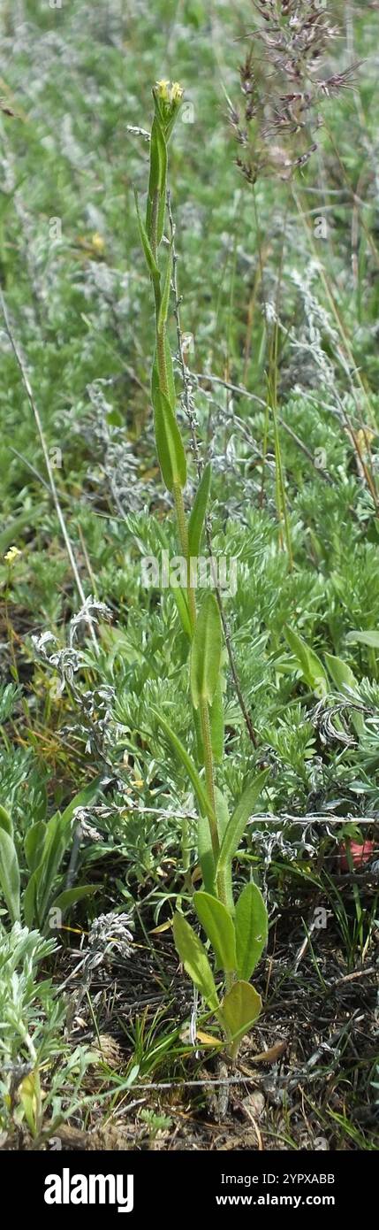 littlepod false flax (Camelina microcarpa Stock Photo - Alamy