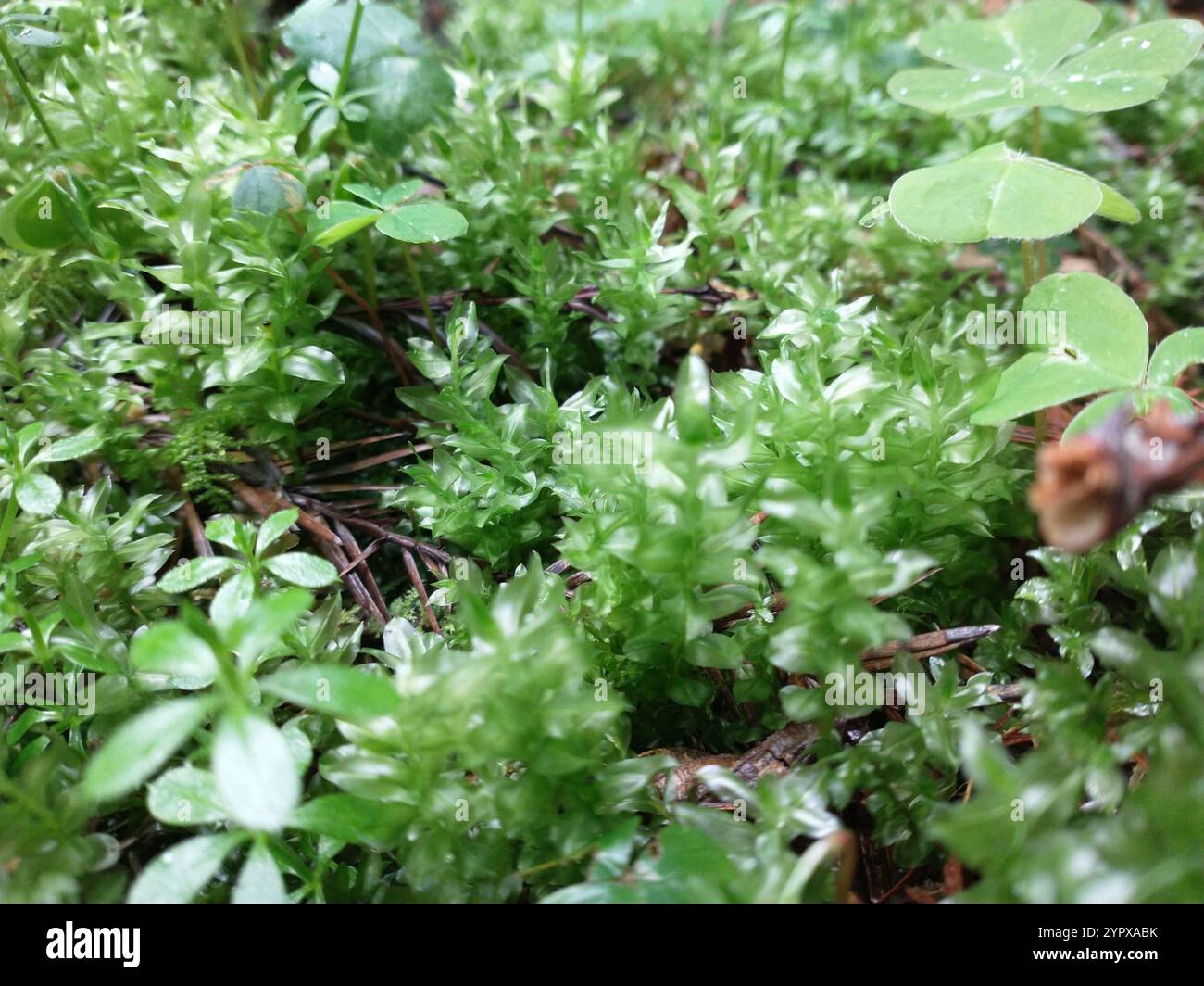 Badge Moss (Plagiomnium insigne Stock Photo - Alamy