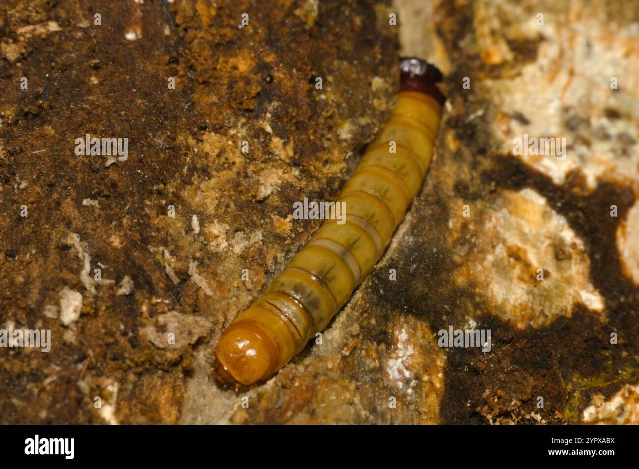 Strongylium hi-res stock photography and images - Alamy