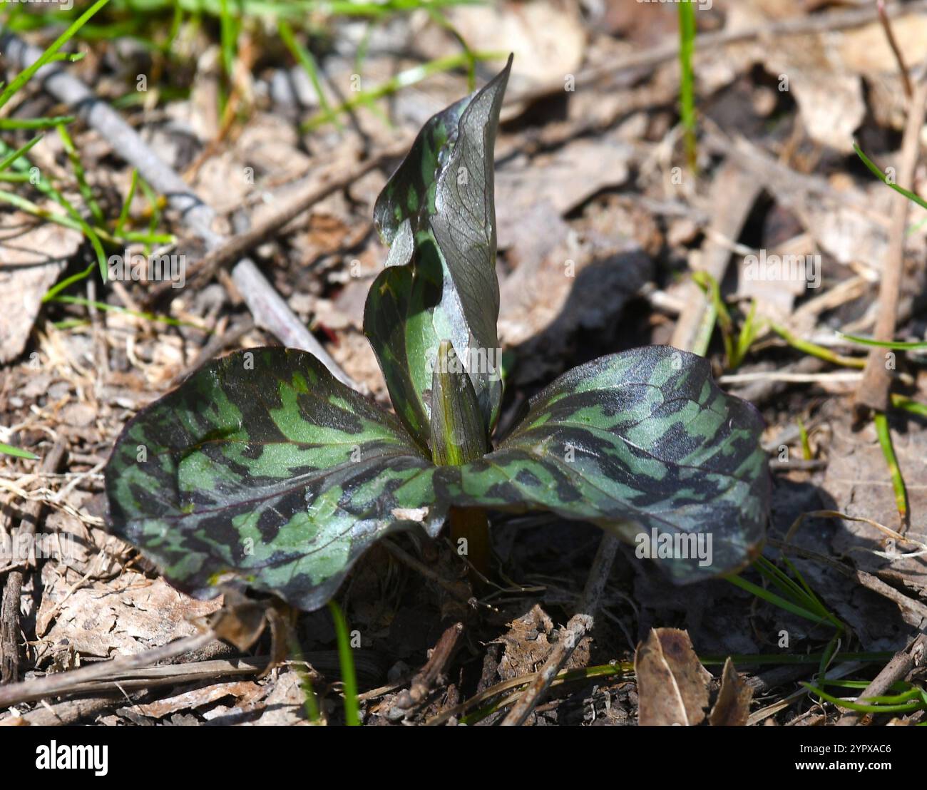 Trillium recurvatum hi-res stock photography and images - Alamy
