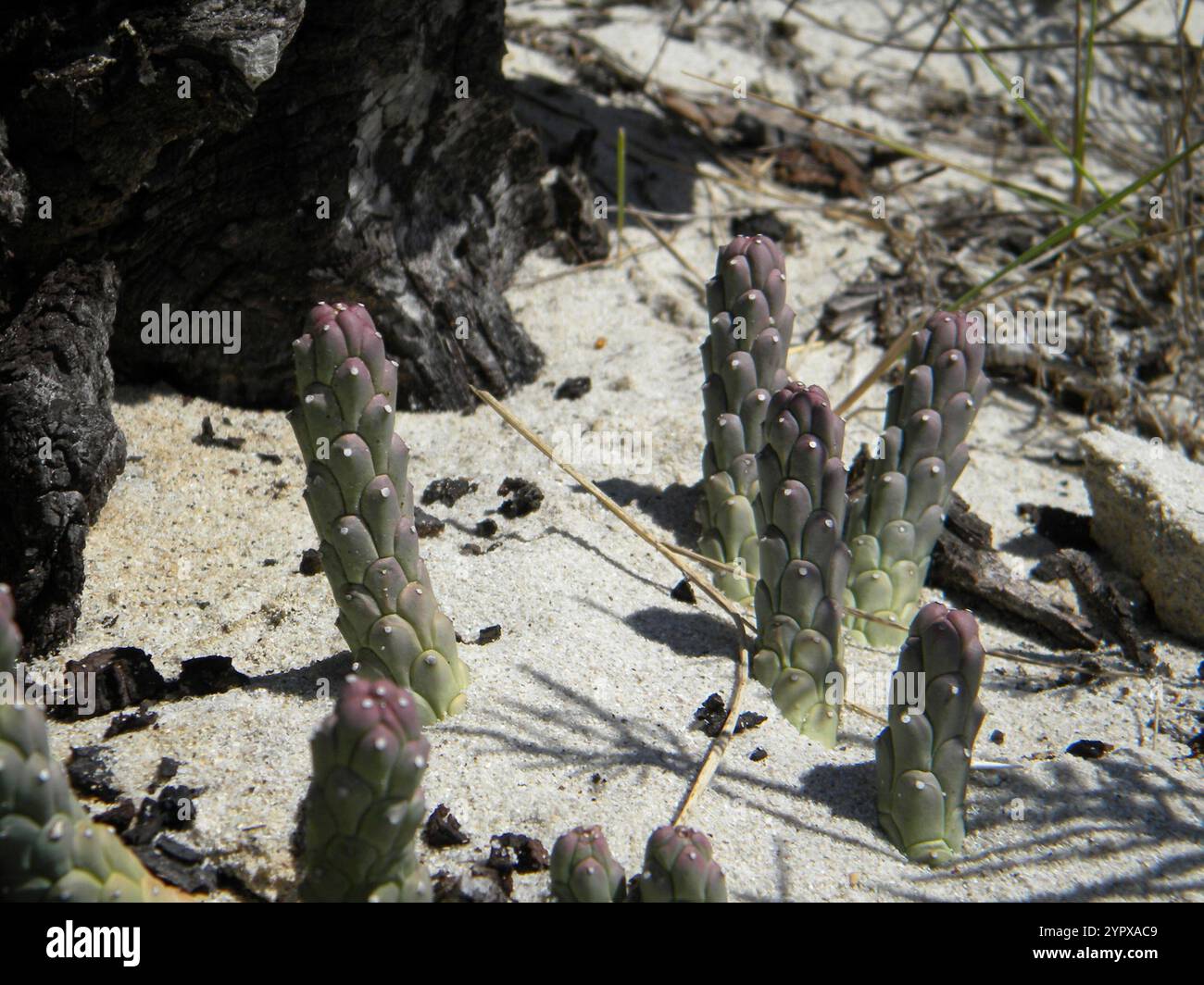 Euphorbia caput medusae medusas head hi-res stock photography and ...