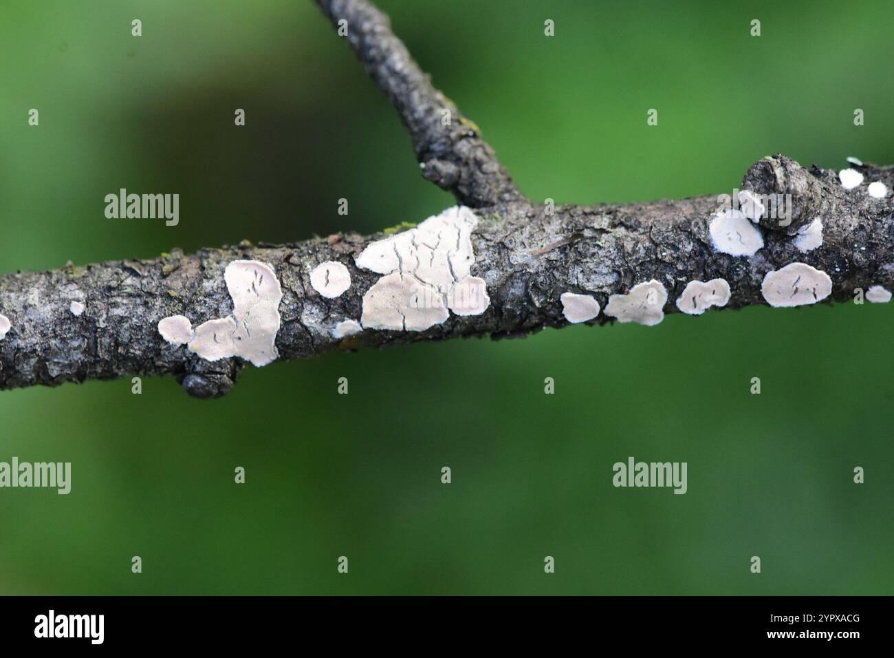 Corticium hi-res stock photography and images - Alamy