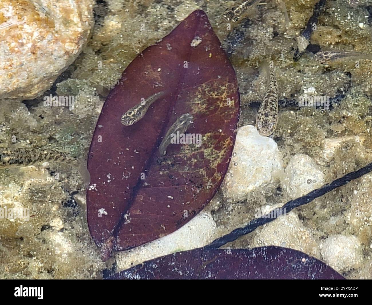 Ray-finned Fishes (Actinopterygii Stock Photo - Alamy