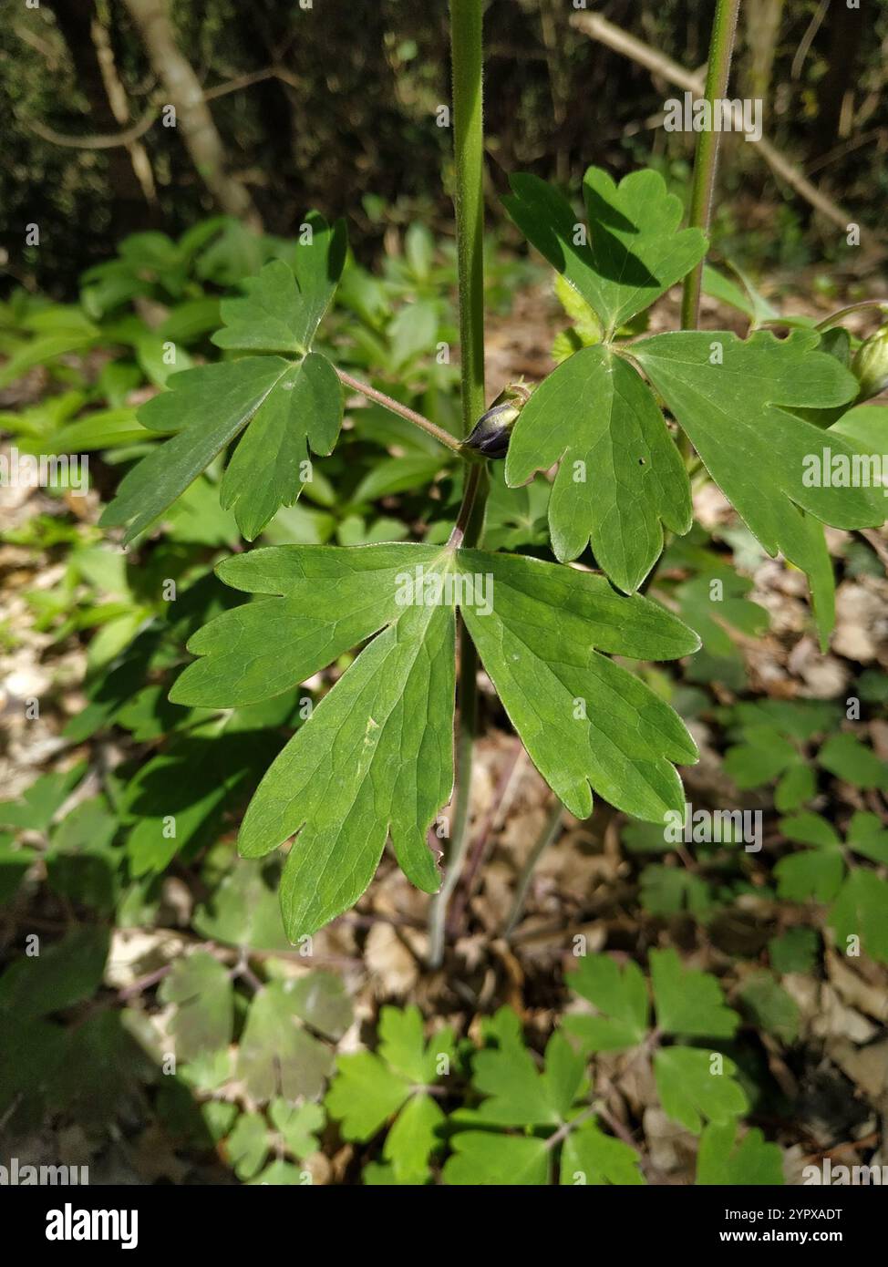common columbine (Aquilegia vulgaris Stock Photo - Alamy