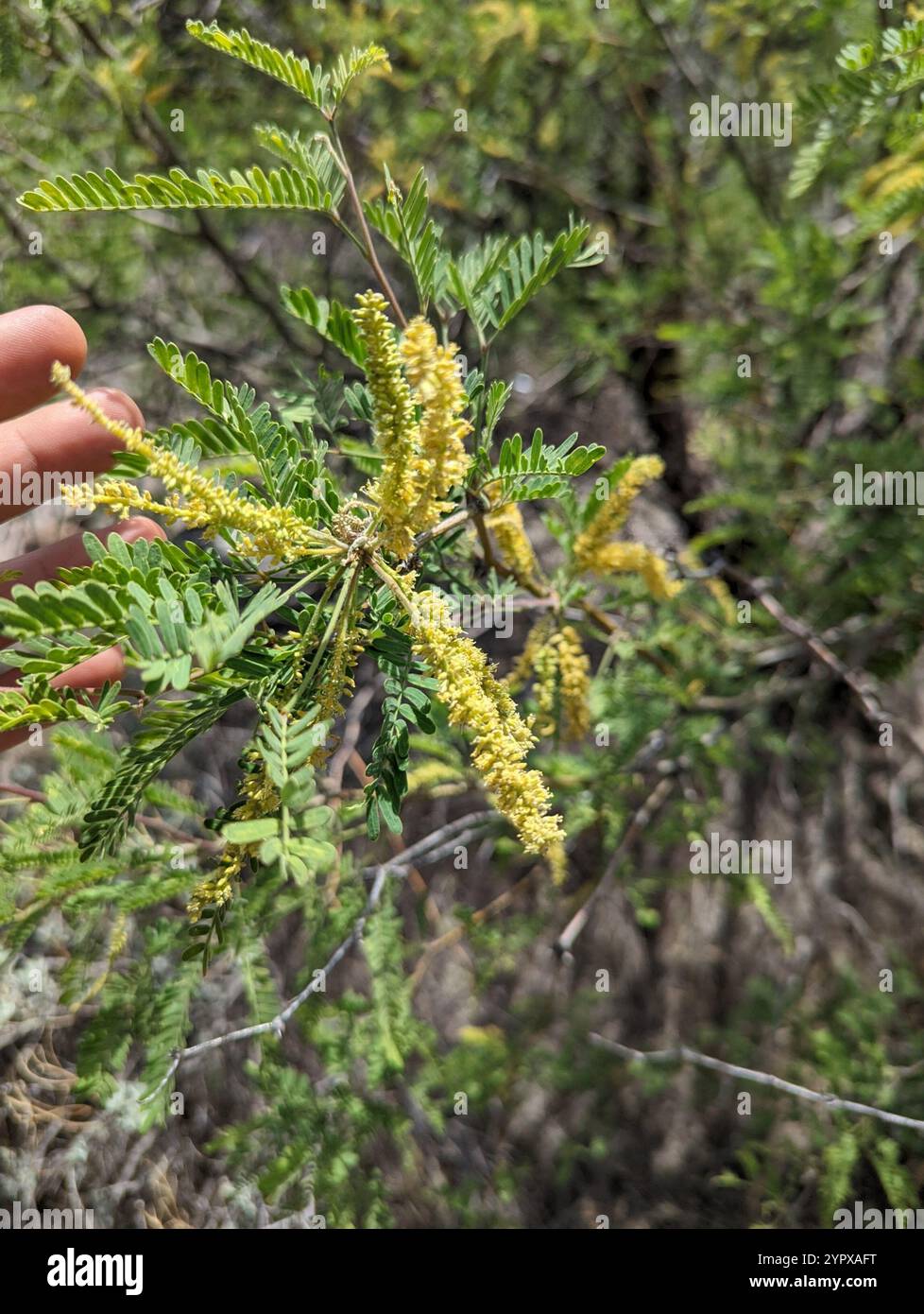 Velvet mesquite hi-res stock photography and images - Alamy