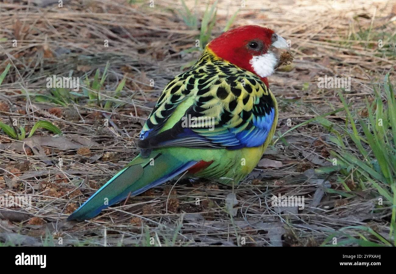 Eastern Rosella (Platycercus eximius Stock Photo - Alamy