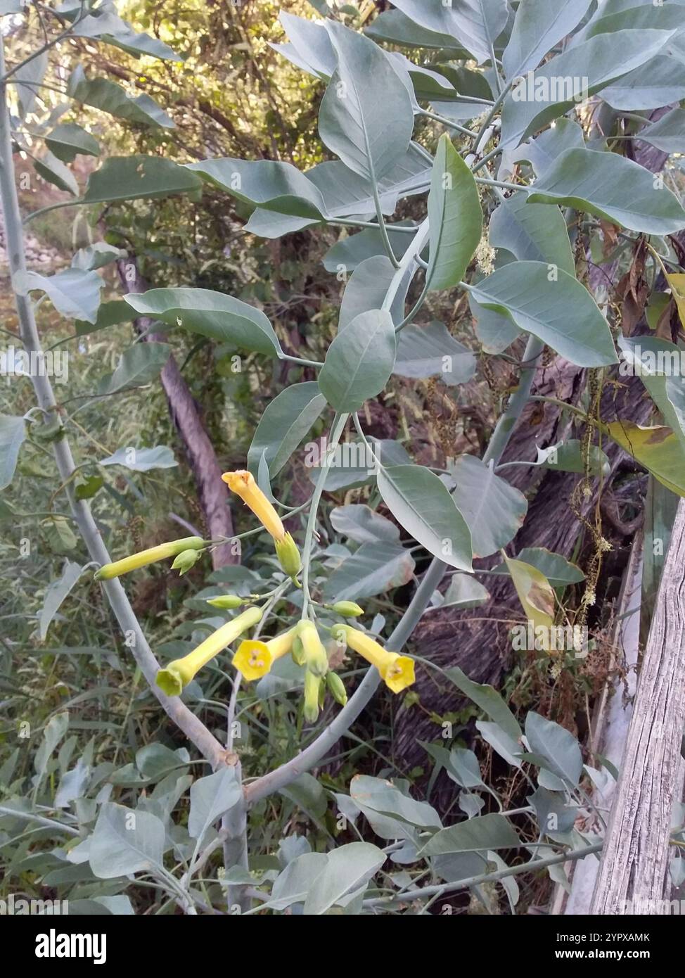 tree tobacco (Nicotiana glauca Stock Photo - Alamy