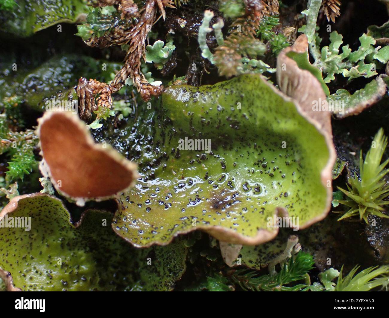 flaky freckle pelt lichen (Peltigera britannica Stock Photo - Alamy