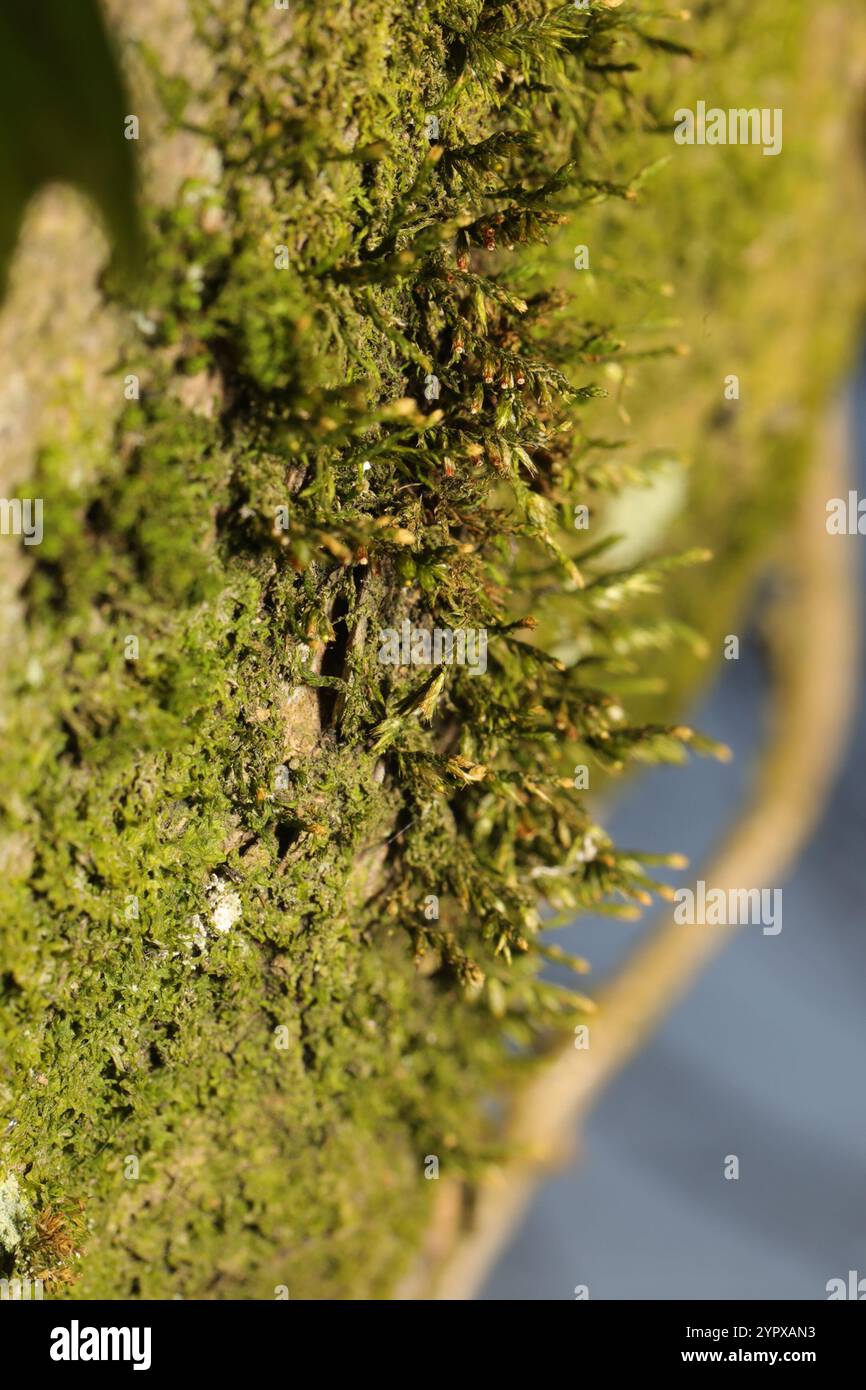 Lateral Cryphaea (Cryphaea heteromalla Stock Photo - Alamy