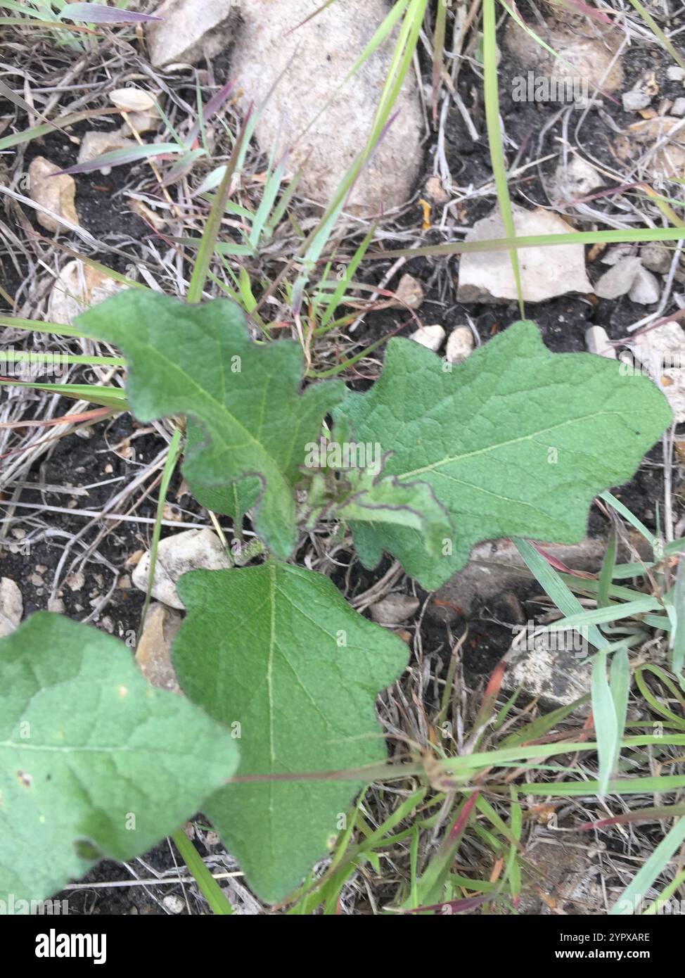 western horsenettle (Solanum dimidiatum Stock Photo - Alamy
