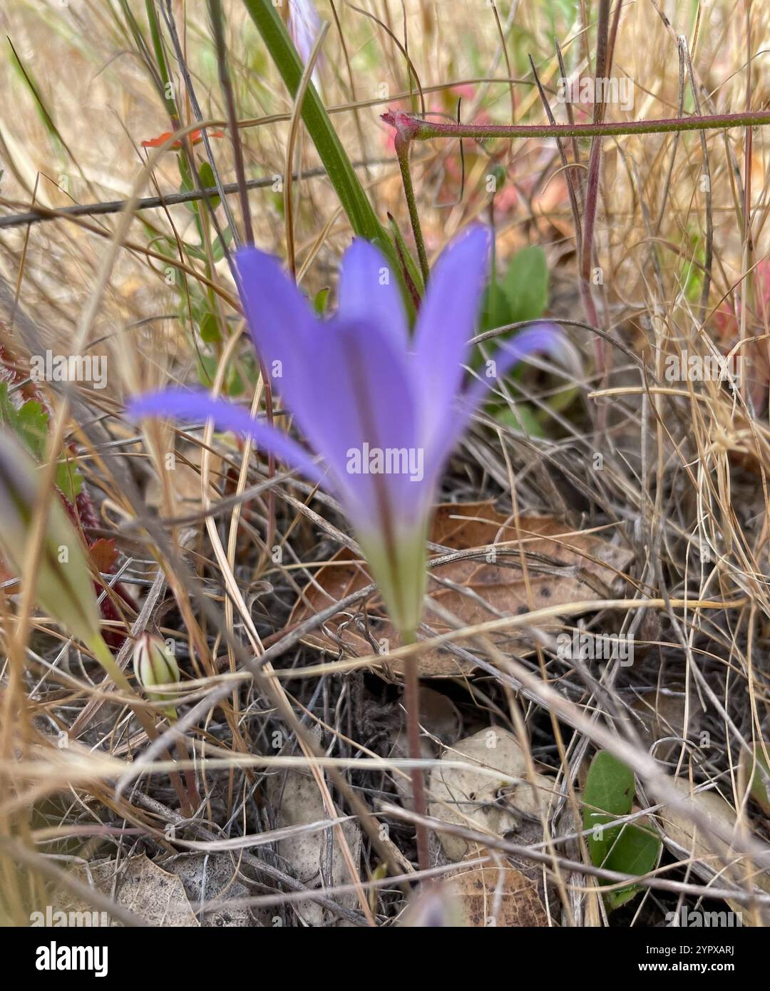 Dwarf Brodiaea (Brodiaea terrestris Stock Photo - Alamy