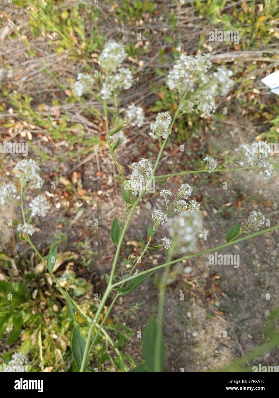 broadleaved pepperweed (Lepidium latifolium Stock Photo - Alamy