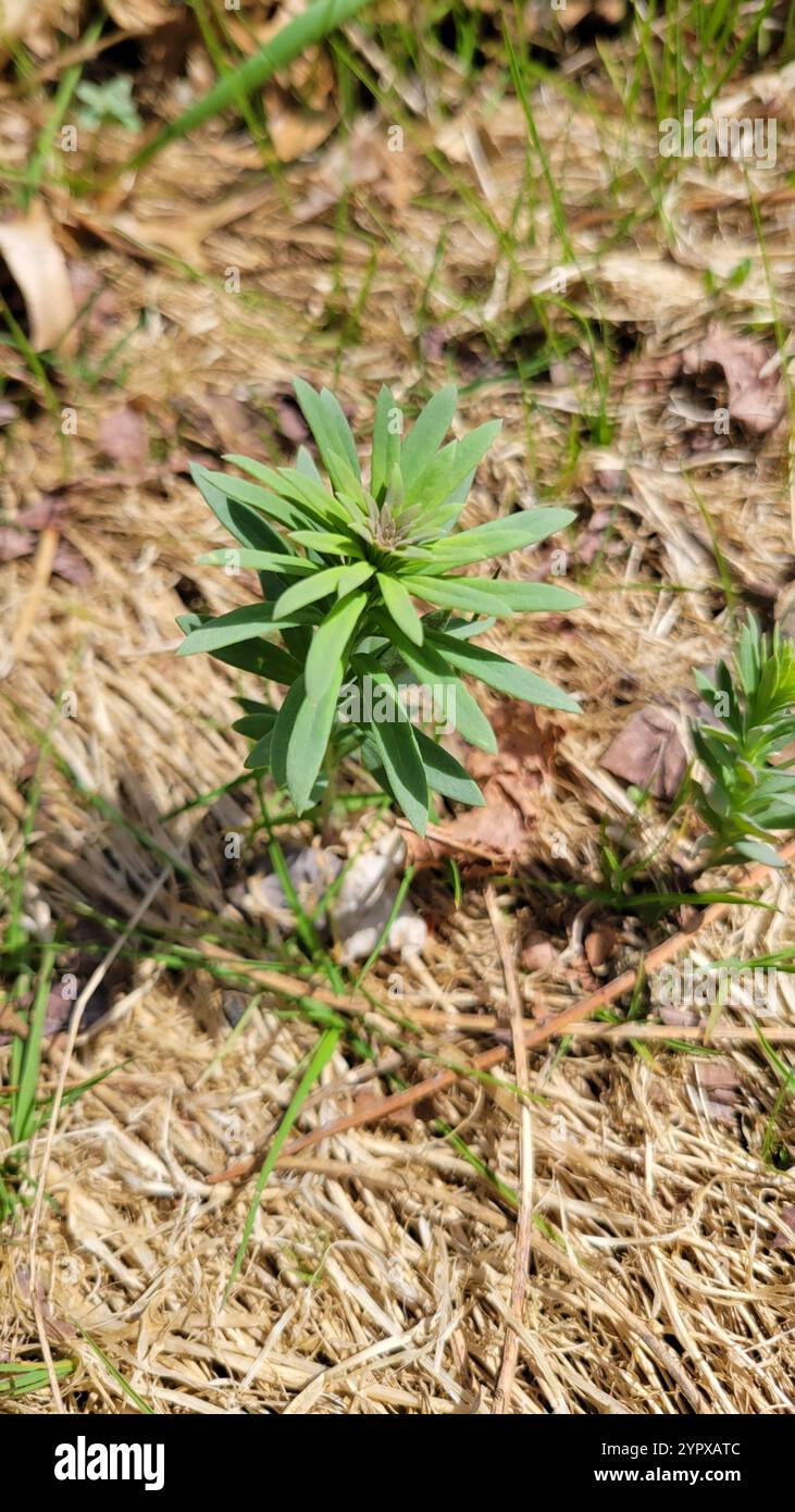 leafy spurge (Euphorbia esula Stock Photo - Alamy