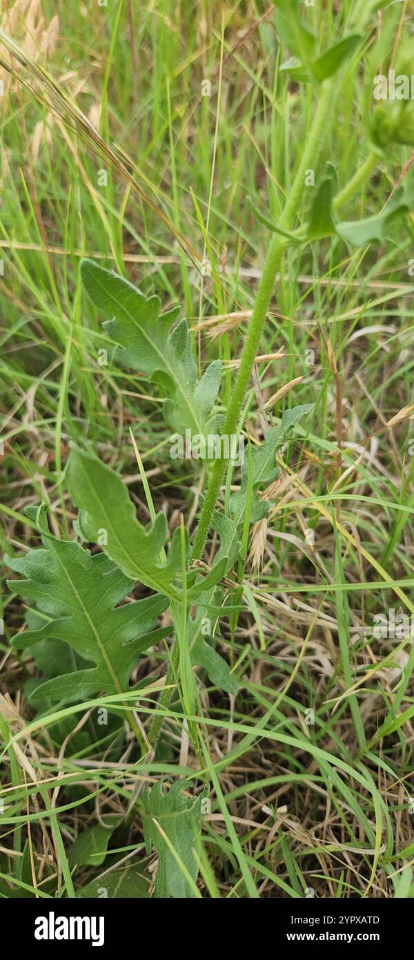 Engelmann daisy (Engelmannia peristenia Stock Photo - Alamy