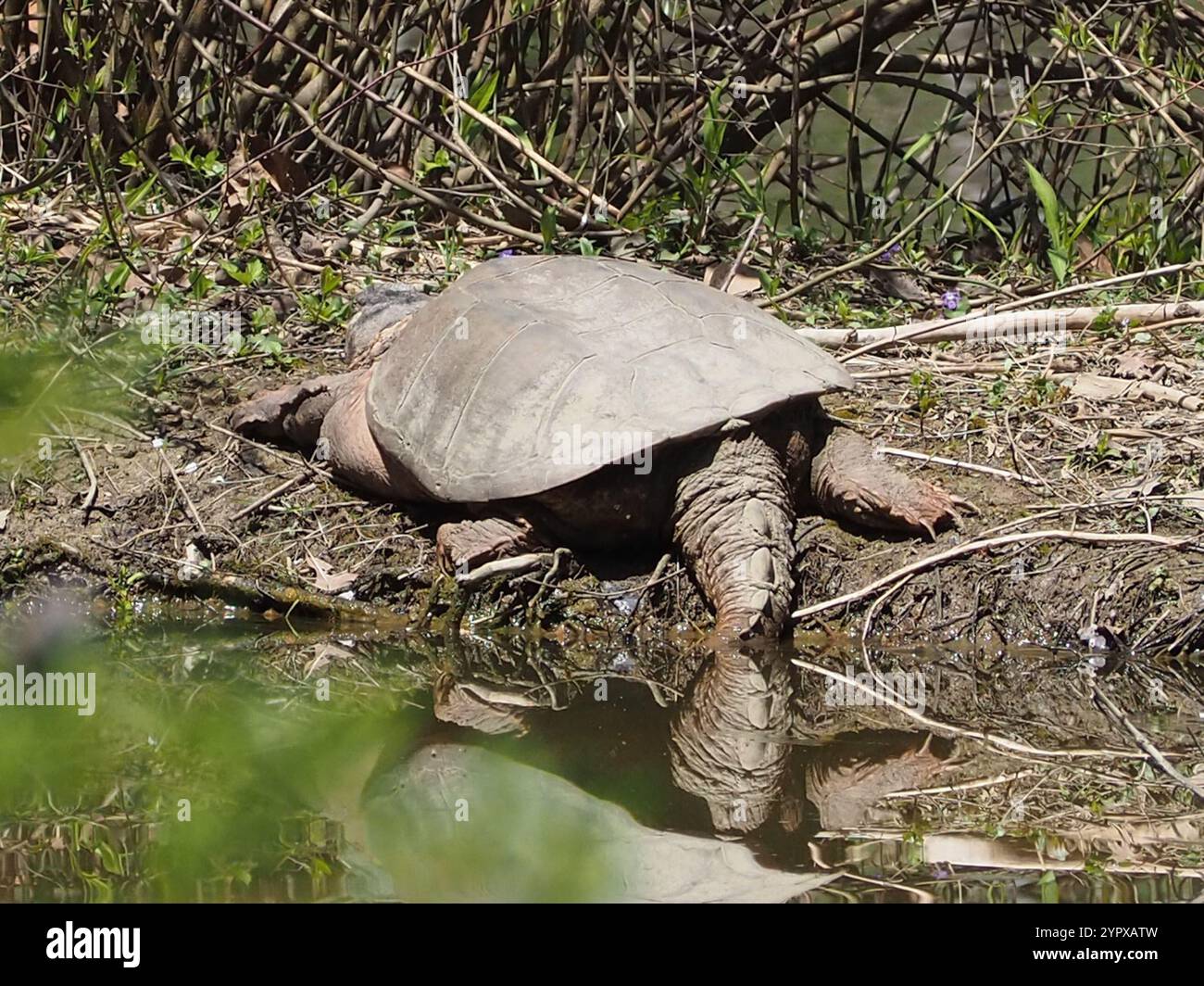Common Snapping Turtle (Chelydra serpentina Stock Photo - Alamy