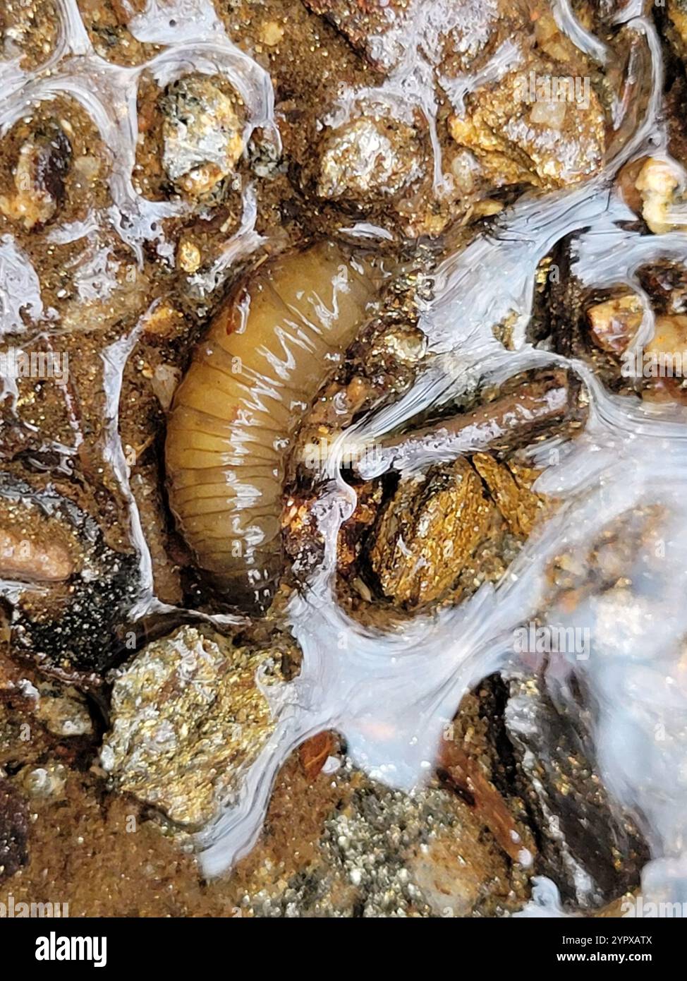 Crane Flies (Tipulomorpha Stock Photo - Alamy