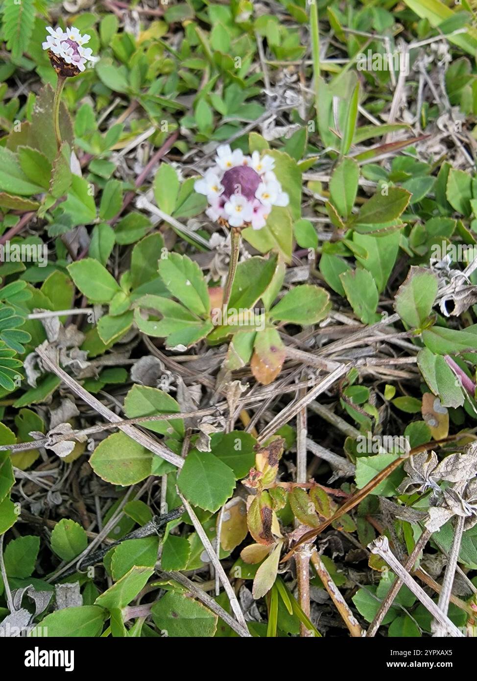 turkey tangle frogfruit (Phyla nodiflora Stock Photo - Alamy
