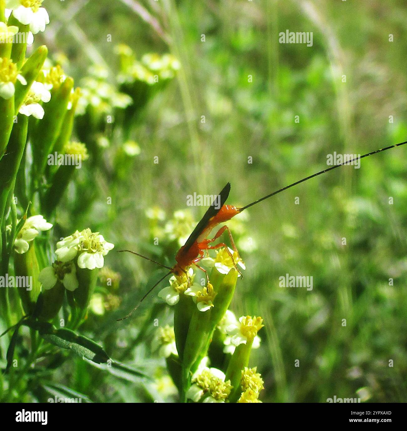 wild marigold (Tagetes minuta Stock Photo - Alamy
