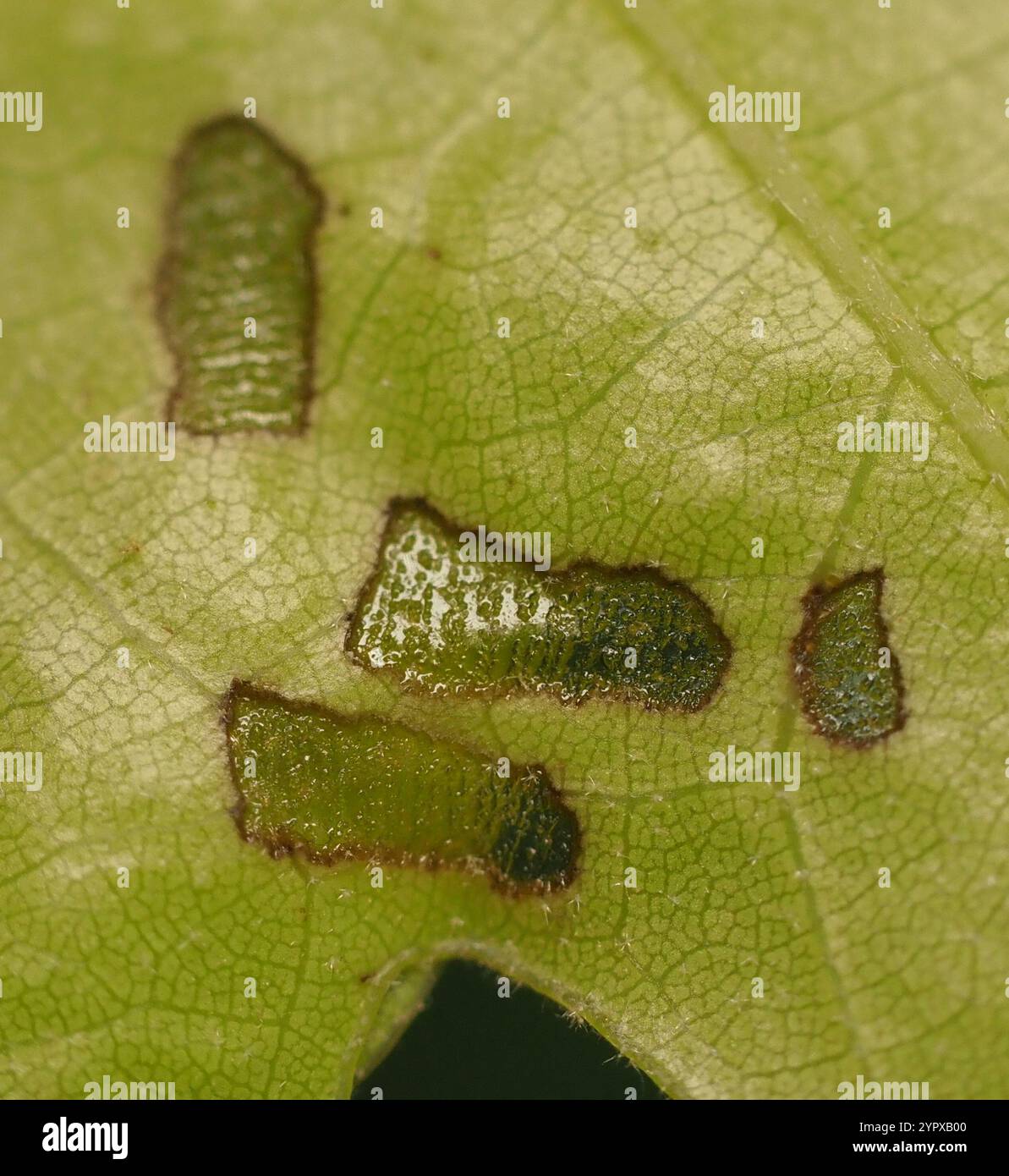 Oak Leaf Rolling Weevil (Homoeolabus analis Stock Photo - Alamy