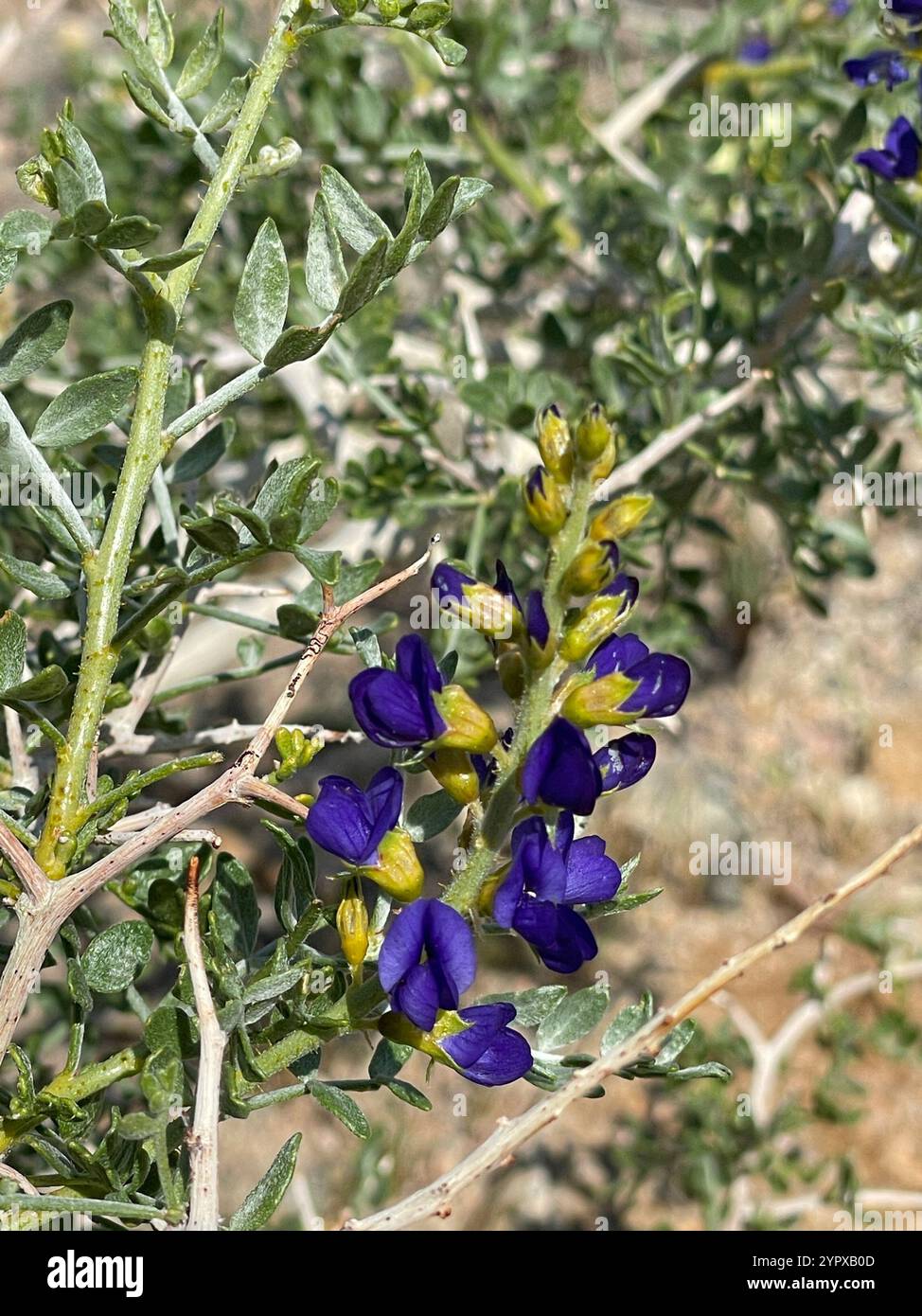 Mojave Indigobush (Psorothamnus arborescens Stock Photo - Alamy