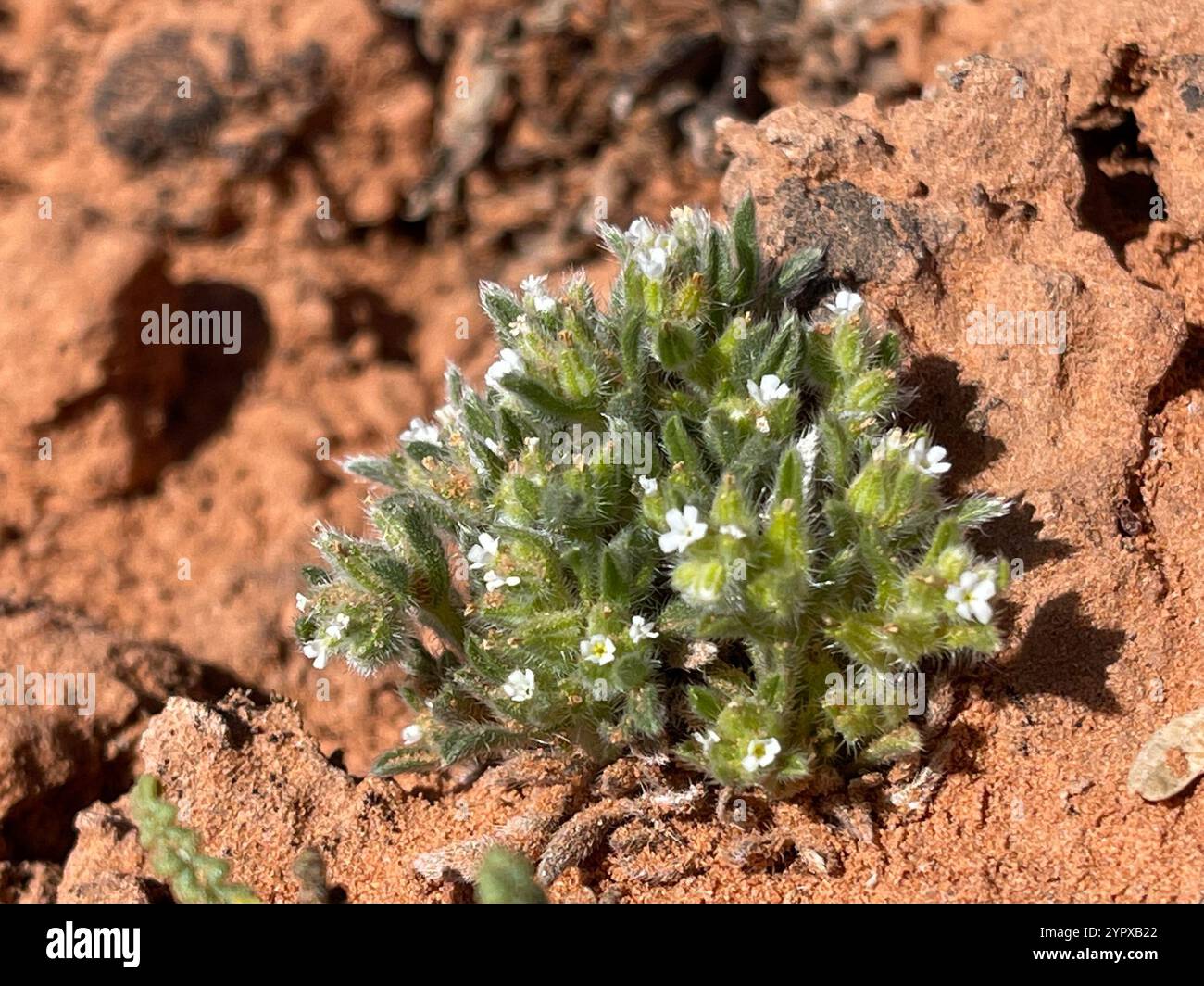 Annual Cryptanthas (Cryptantha Stock Photo - Alamy