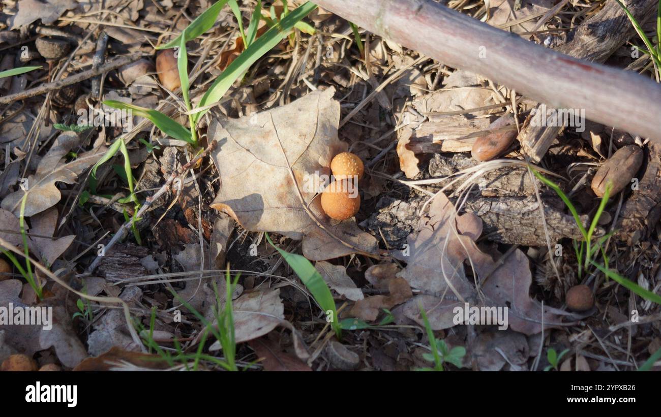 Cherry Gall Wasp (Cynips quercusfolii Stock Photo - Alamy