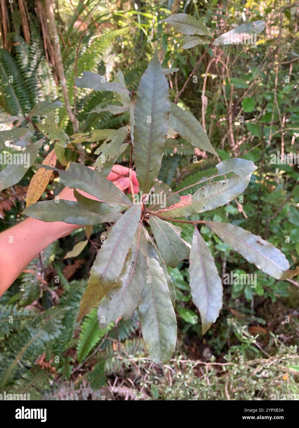 Hinau (Elaeocarpus dentatus Stock Photo - Alamy