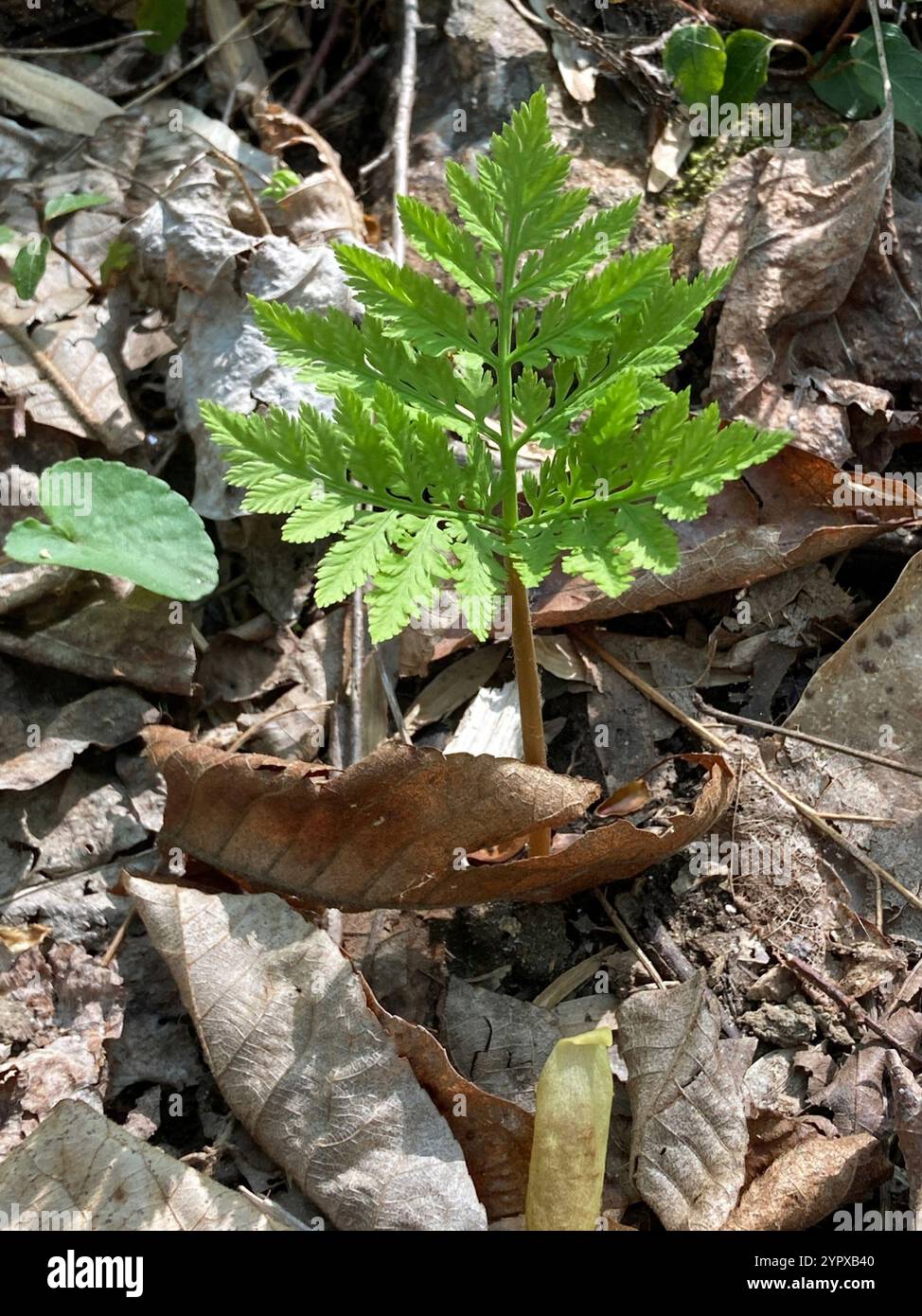 rattlesnake fern (Botrypus virginianus Stock Photo - Alamy
