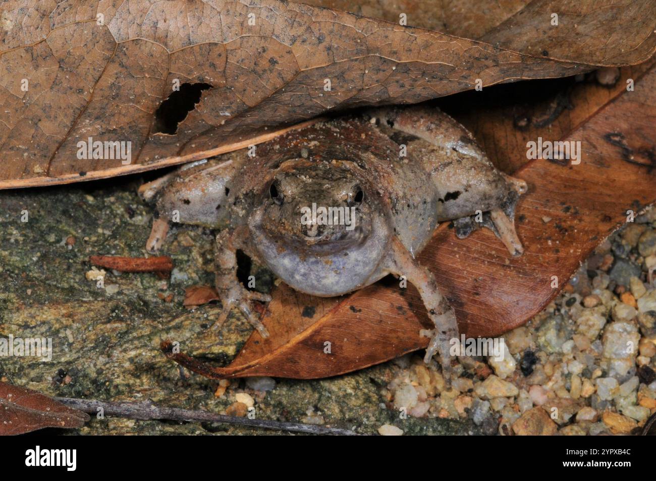 Large Pygmy Frog (Microhyla berdmorei Stock Photo - Alamy