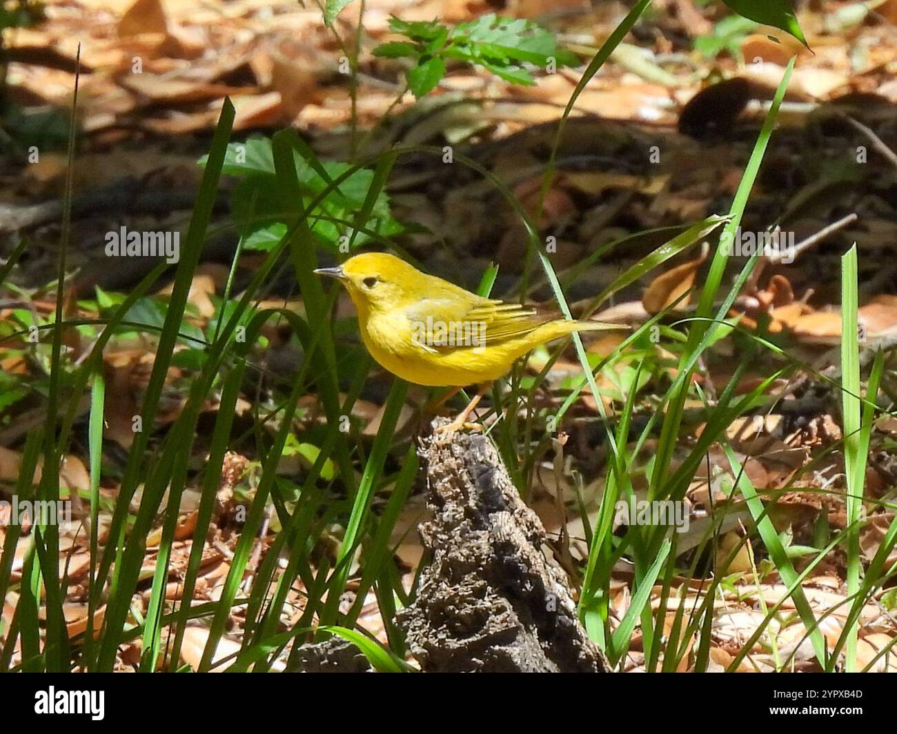 Yellow Warbler (Setophaga petechia Stock Photo - Alamy