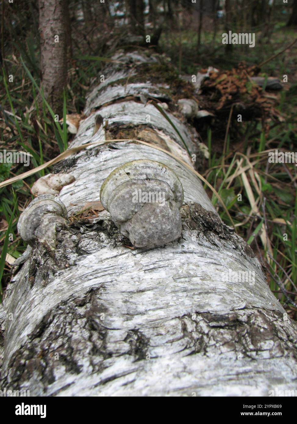 Hoof Fungus (Fomes fomentarius Stock Photo - Alamy