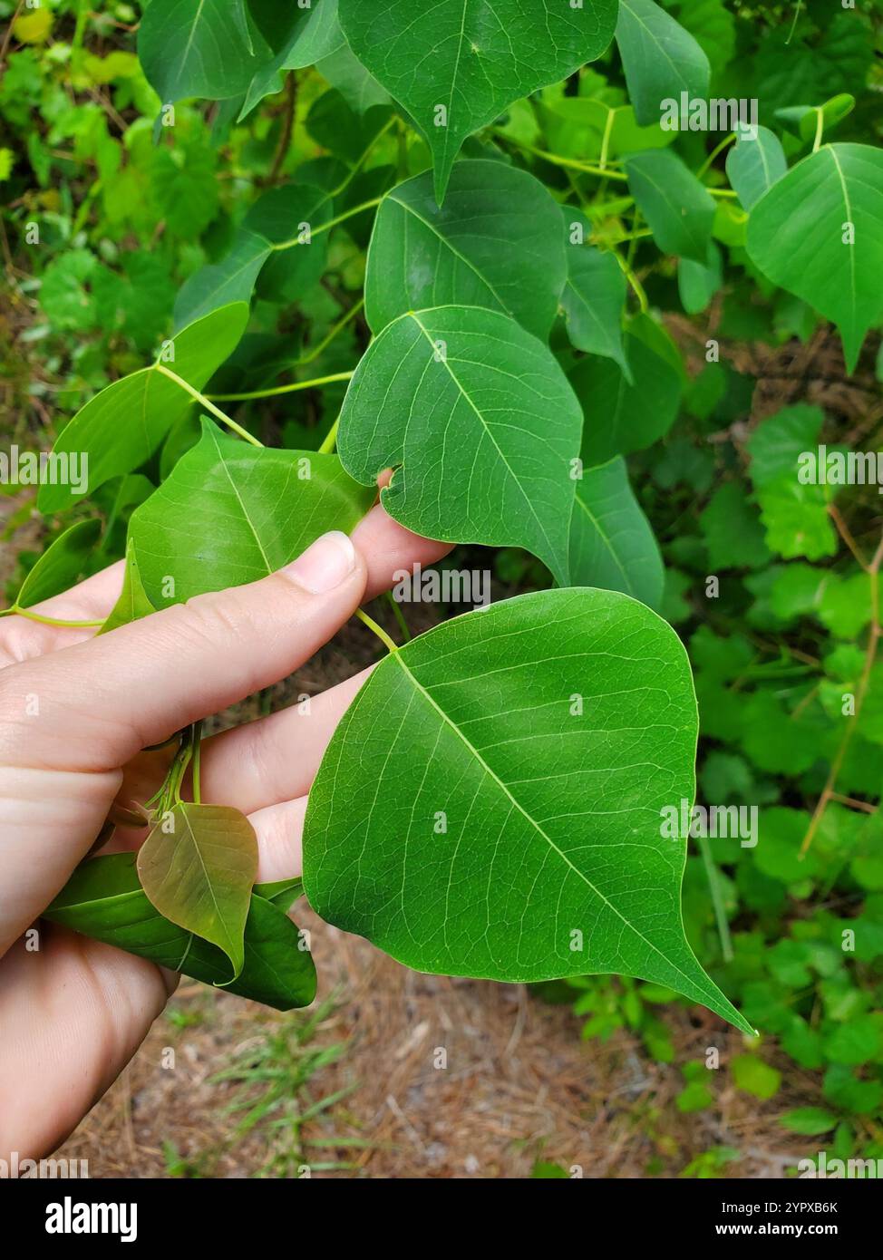Chinese Tallow (Triadica sebifera Stock Photo - Alamy