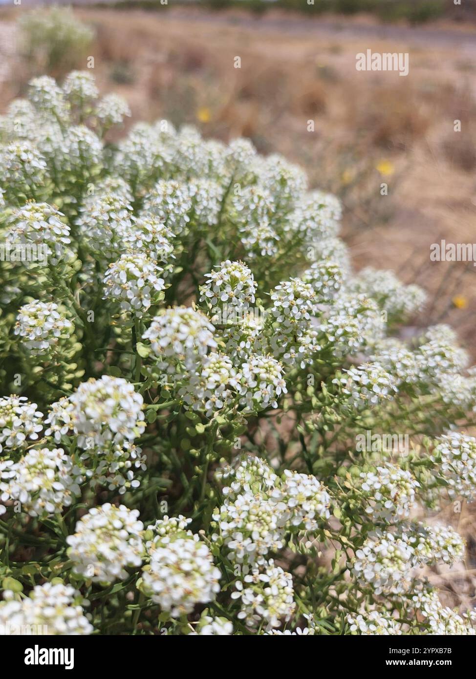 desert pepperweed (Lepidium fremontii Stock Photo - Alamy