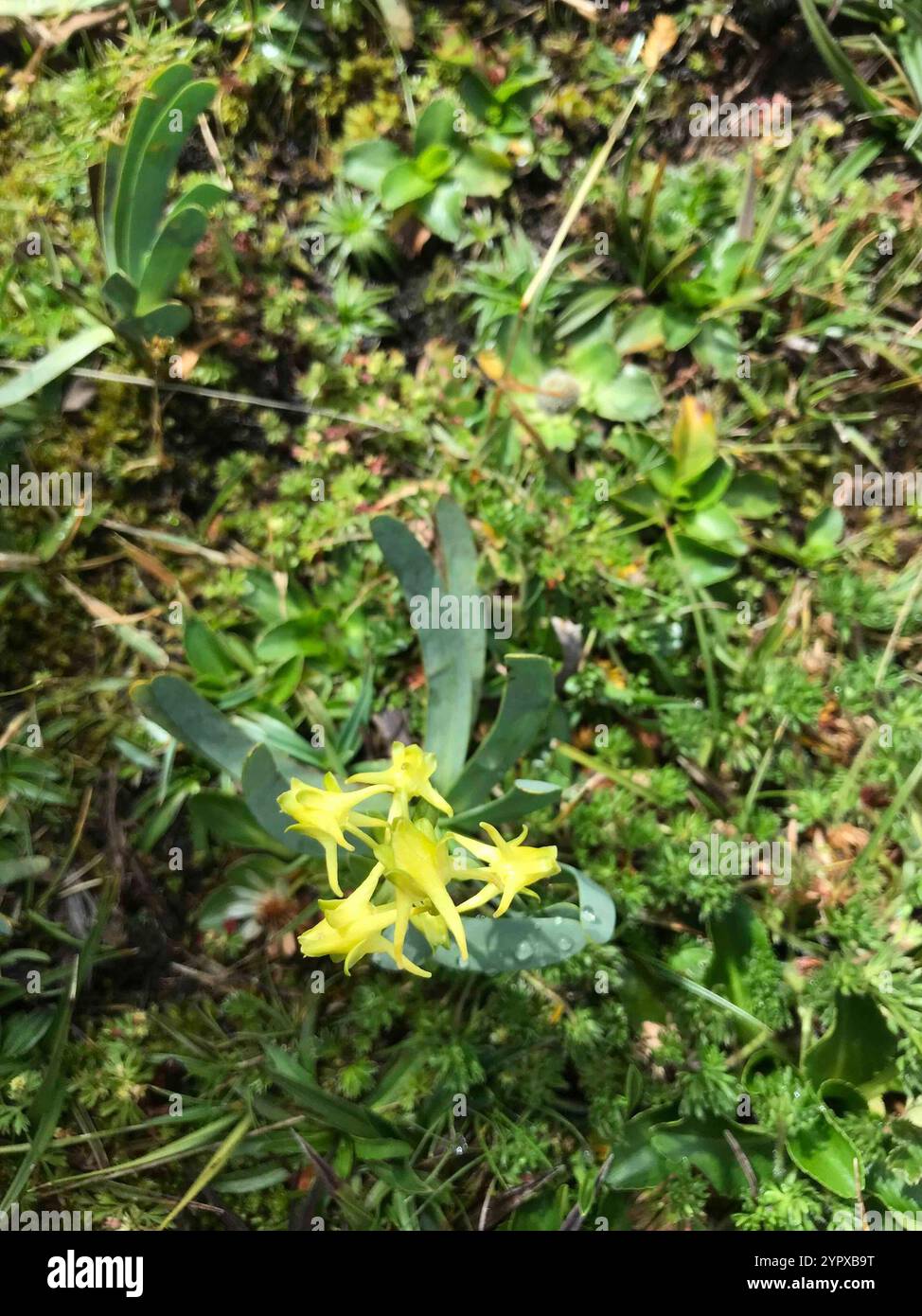 flowering plants (Angiospermae Stock Photo - Alamy