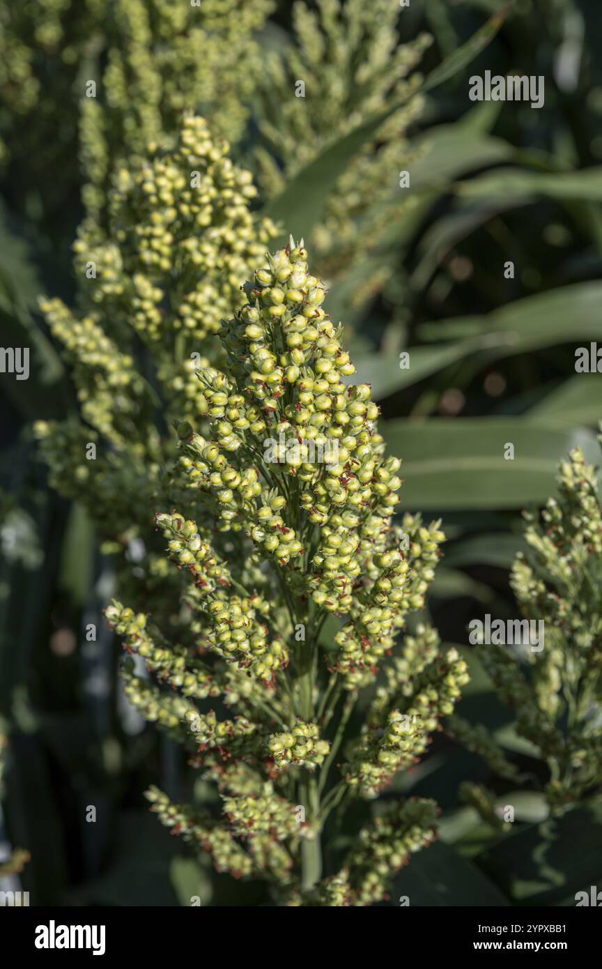 Guinea corn hi-res stock photography and images - Alamy