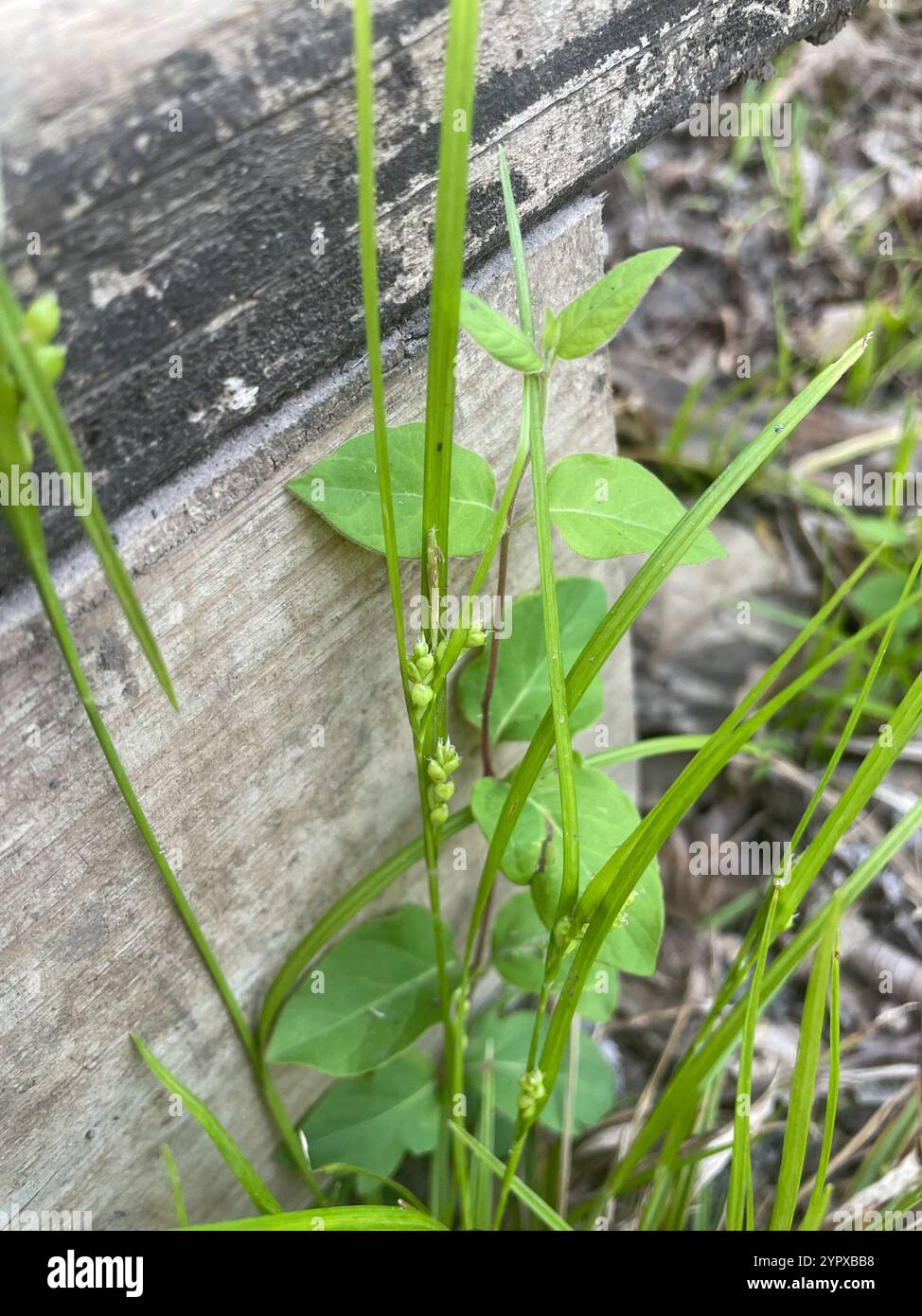 cedar sedge (Carex planostachys Stock Photo - Alamy