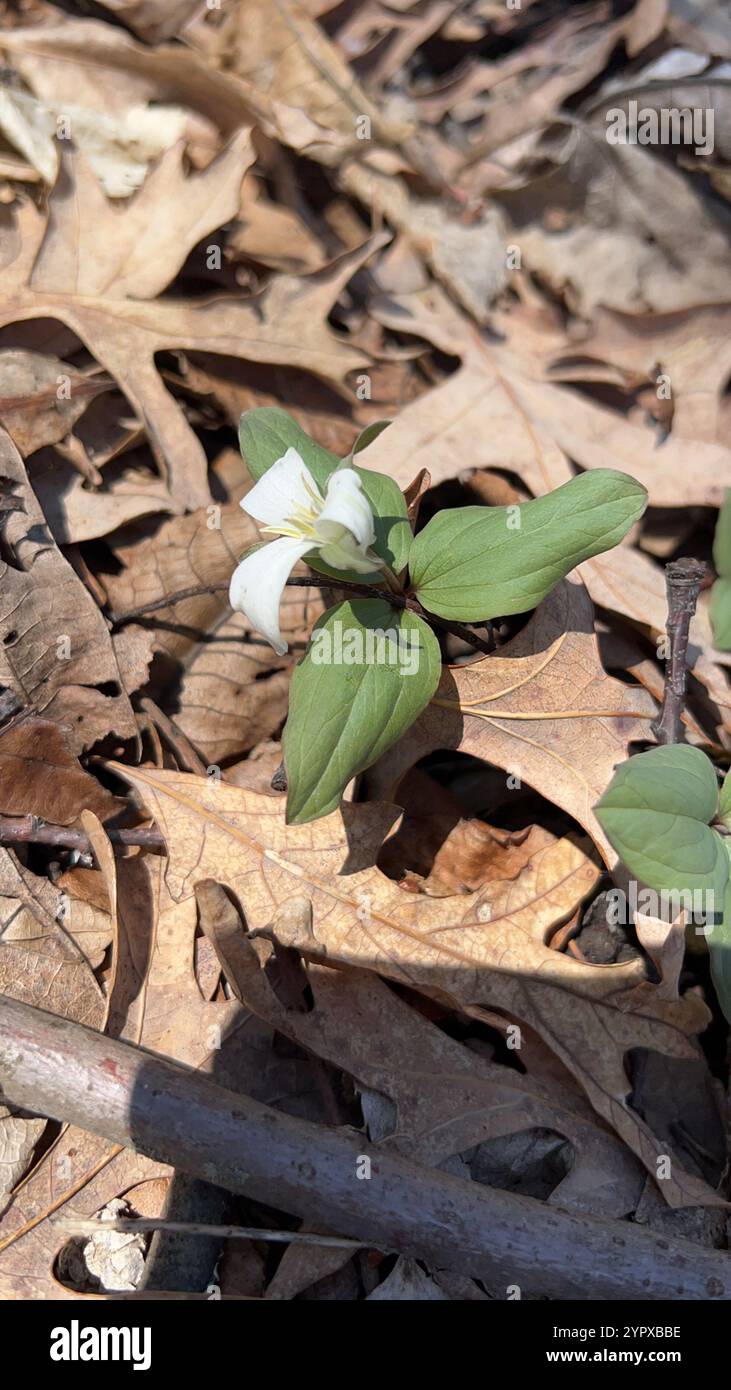snow trillium (Trillium nivale Stock Photo - Alamy