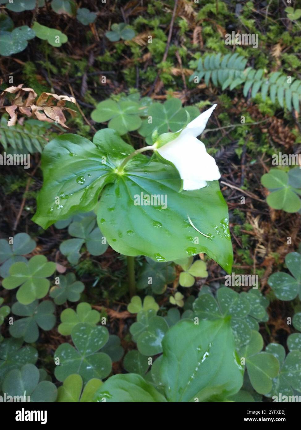 Pacific trillium (Trillium ovatum Stock Photo - Alamy
