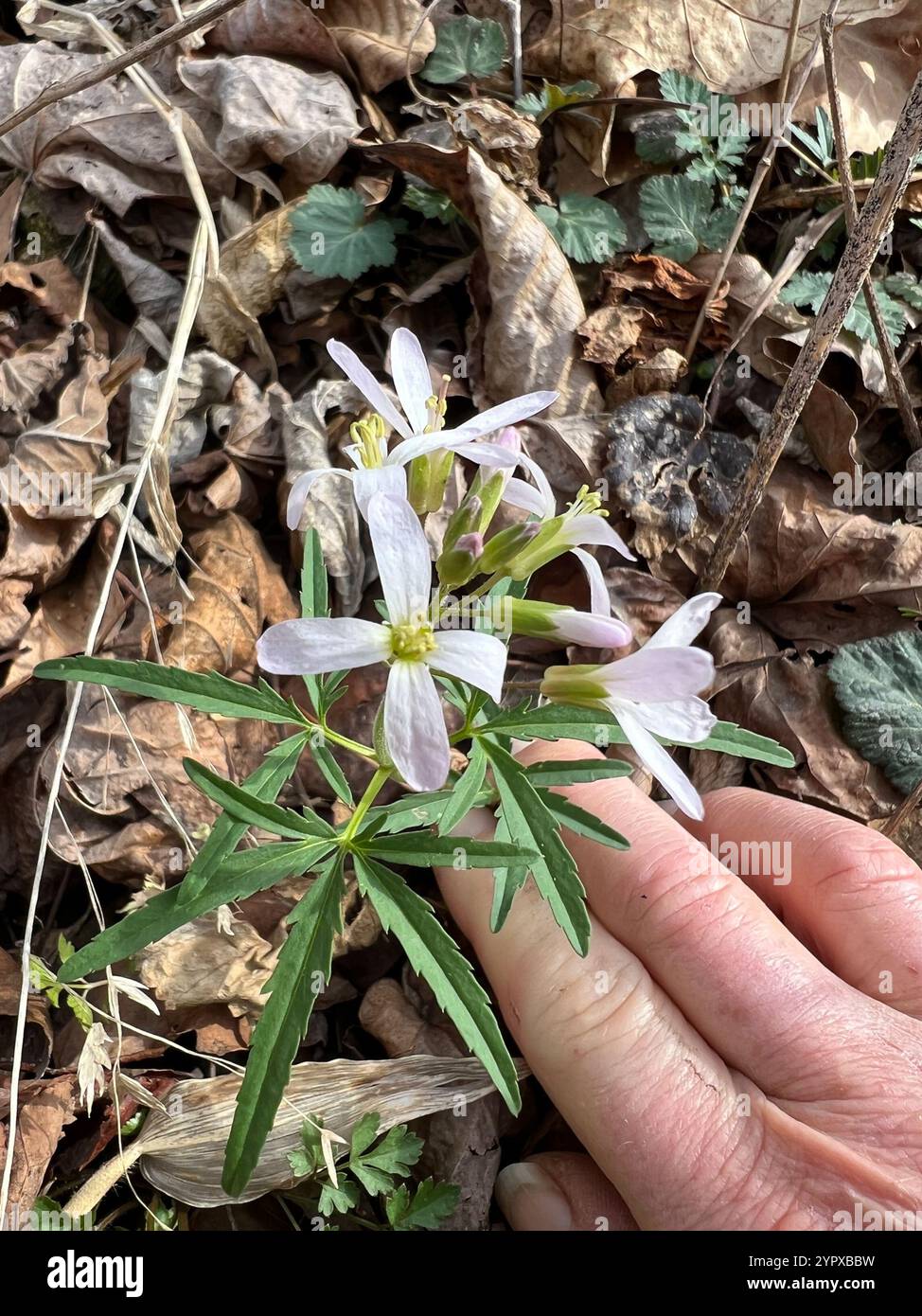 cut-leaved toothwort (Cardamine concatenata Stock Photo - Alamy