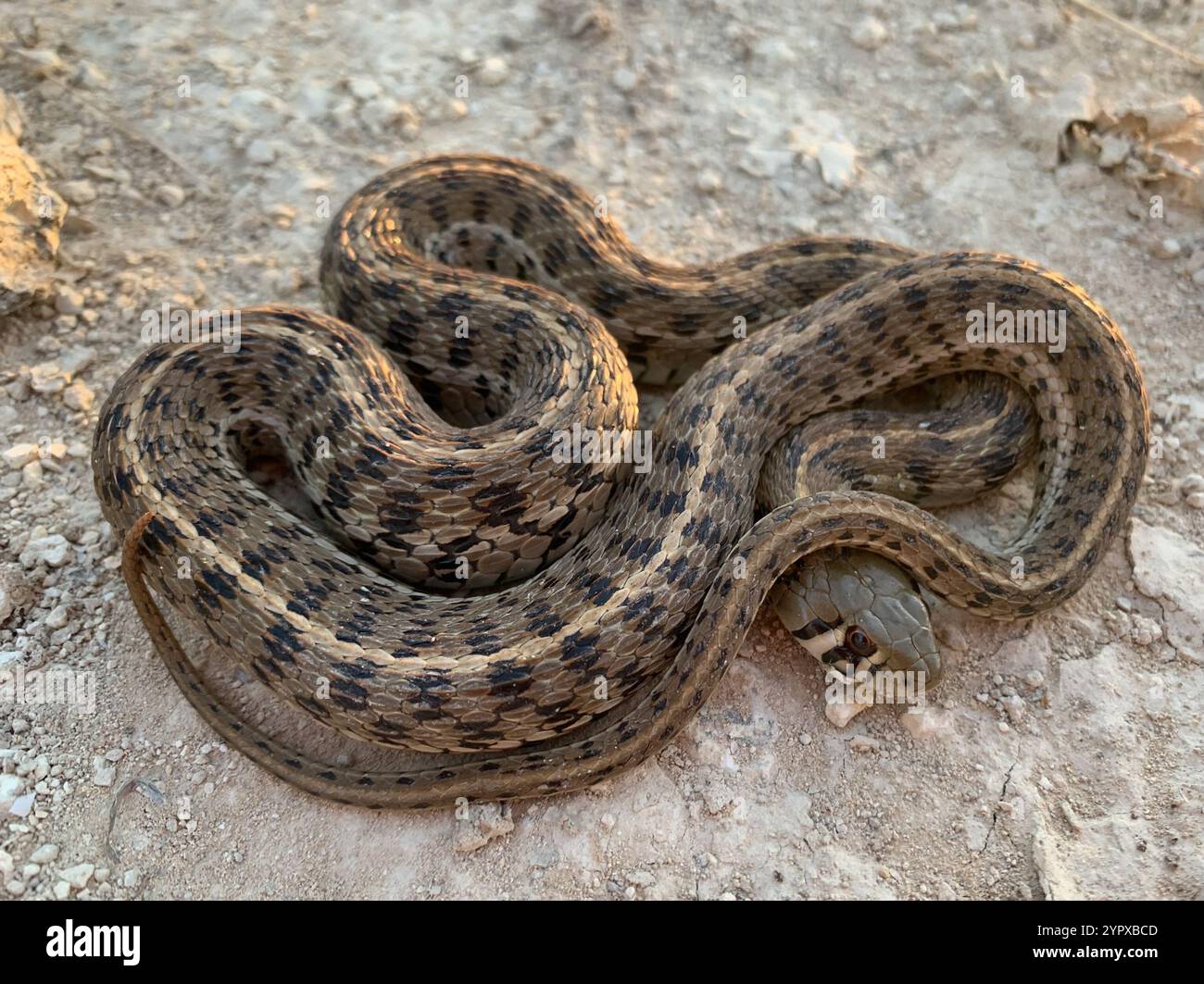 Checkered Garter Snake (Thamnophis marcianus Stock Photo - Alamy