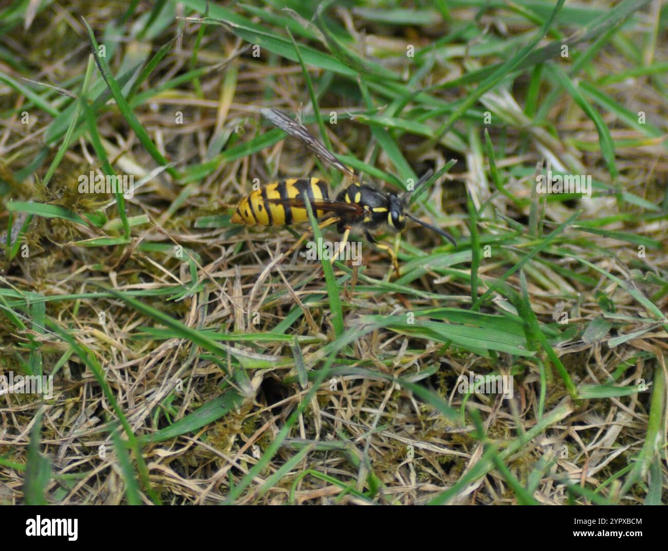Common European Yellowjacket (Vespula vulgaris Stock Photo - Alamy