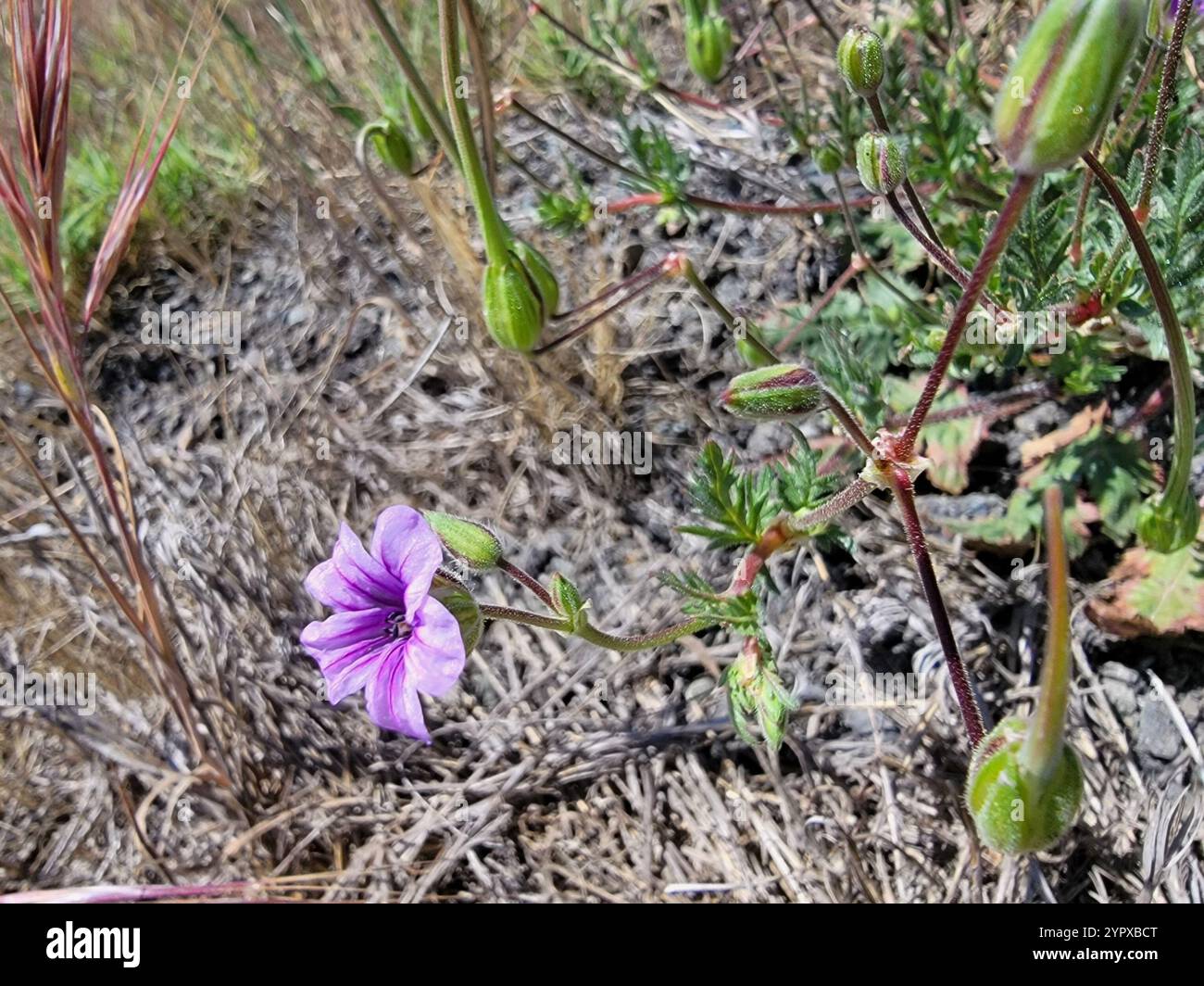 Mediterranean Stork's-bill (Erodium botrys Stock Photo - Alamy