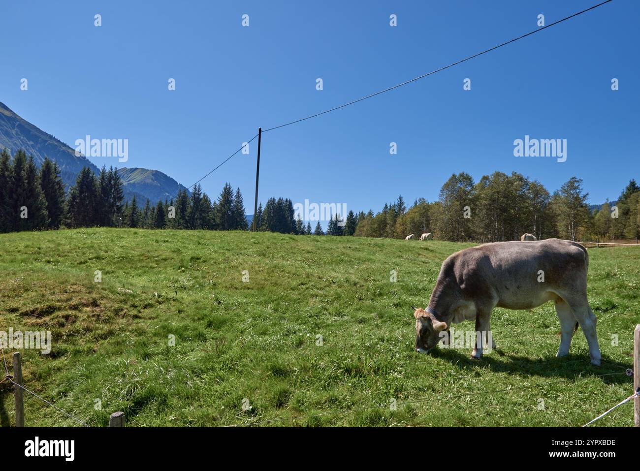 Authentic mountain agriculture scene featuring grazing cows in pristine ...