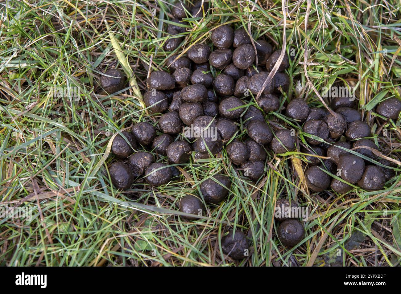 Deer scat in a forest. Roe deer droppings in the grass Stock Photo - Alamy